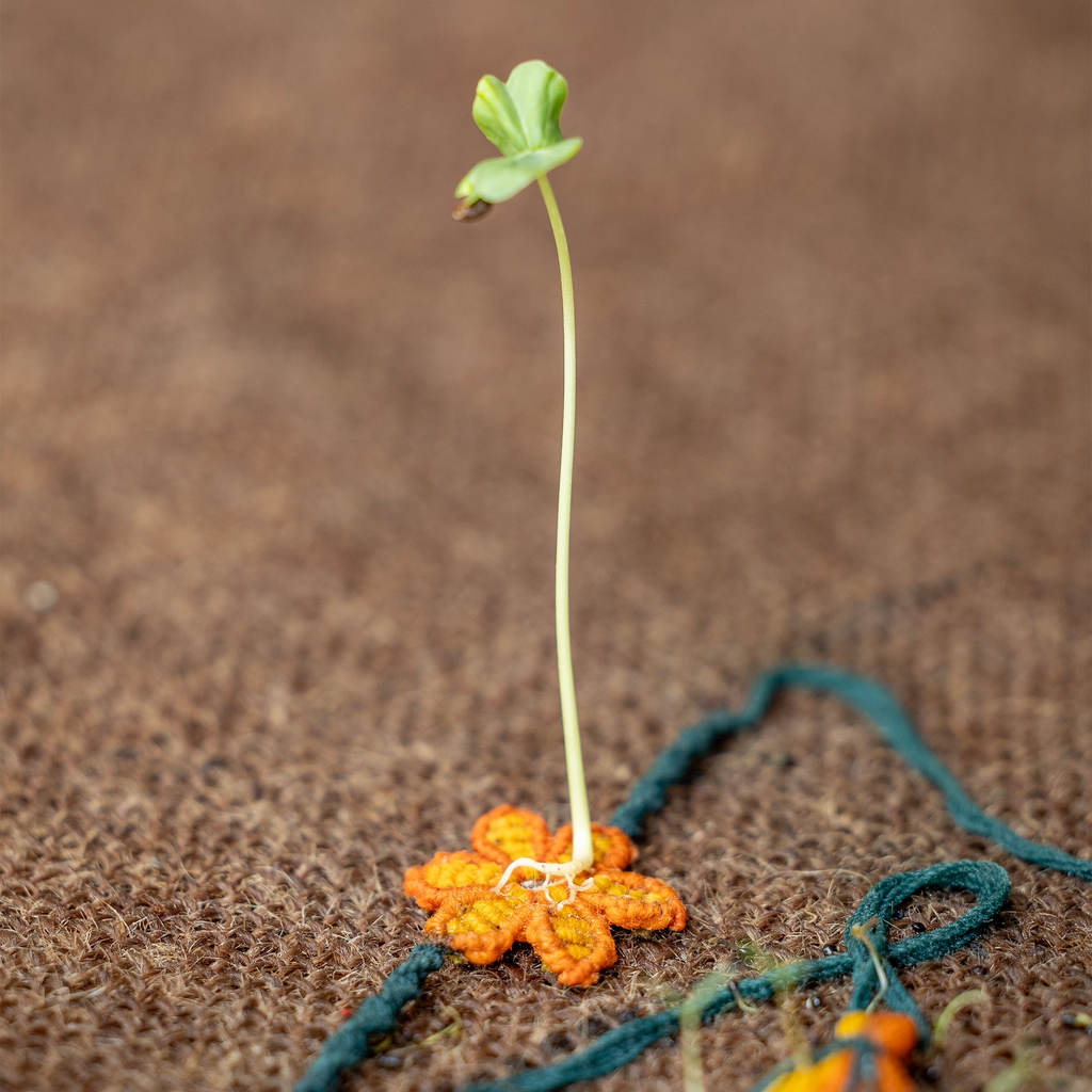 Planatable Rakhi Suryamukhi